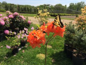 Home - Fernbrook Farms